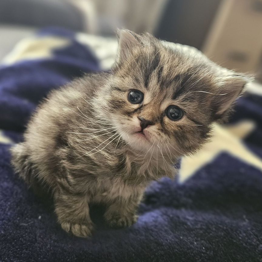 Британский длинношёрстный котёнок