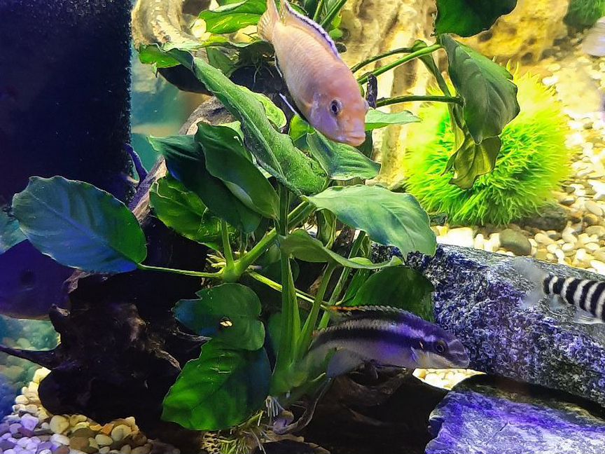 Украшение для аквариума