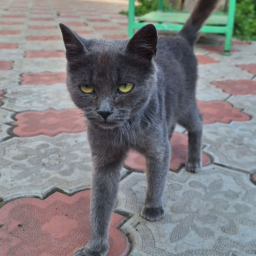 Миниатюрная кошечка