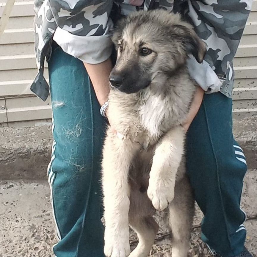 Отдам бесплатно кутенка большой собаки