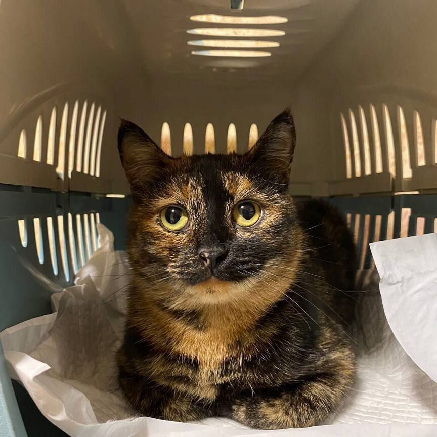 Снежинка, нужен дом,малышка заждалась