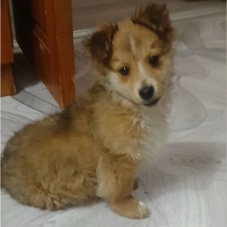 Щенок в добрые руки