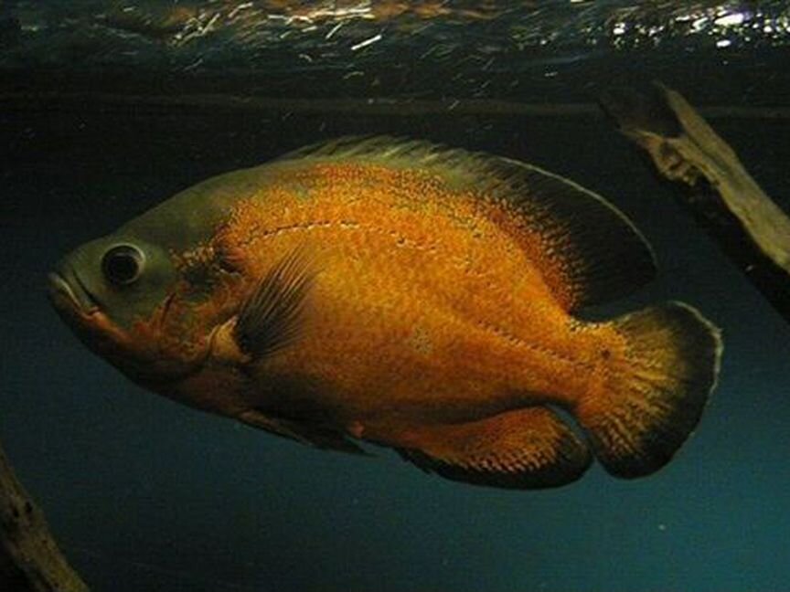 Астронотус