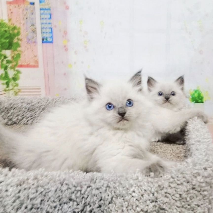 Кошечки девочки Рэгдолл