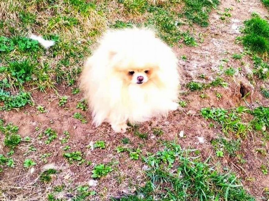 Малый шпиц вязка кобель