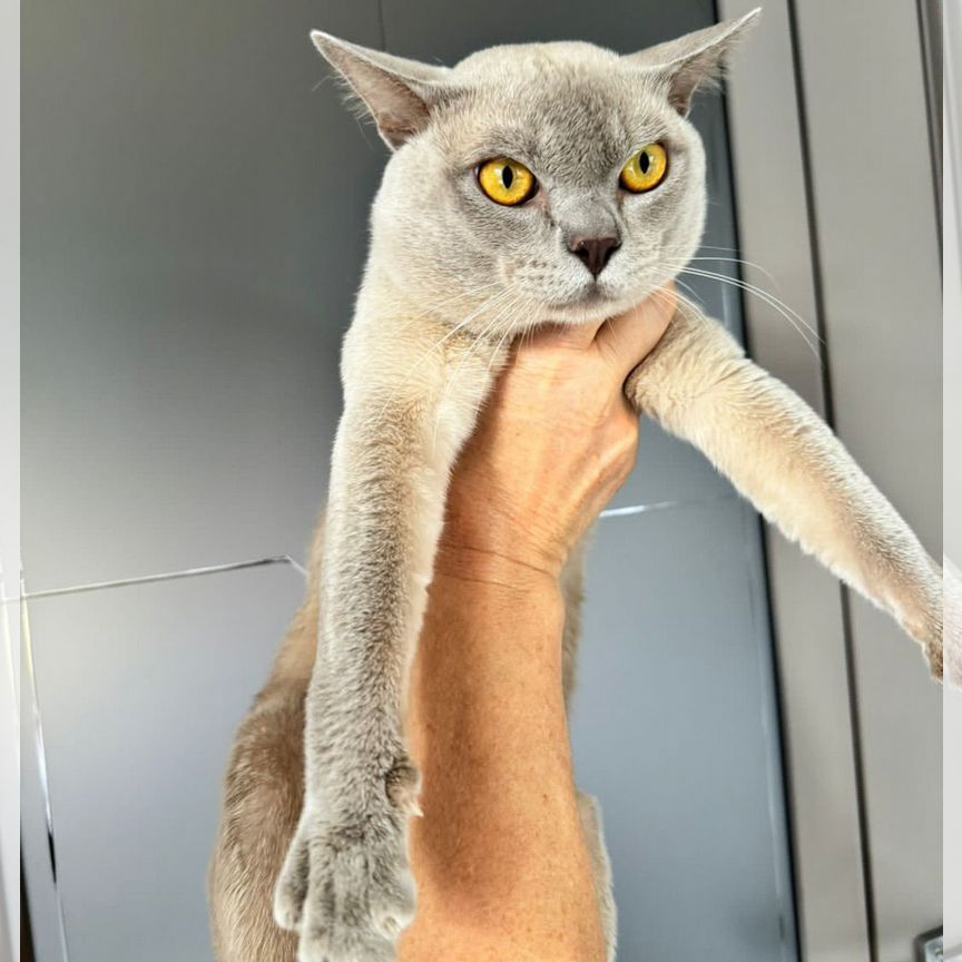 Продам Бурманского кота