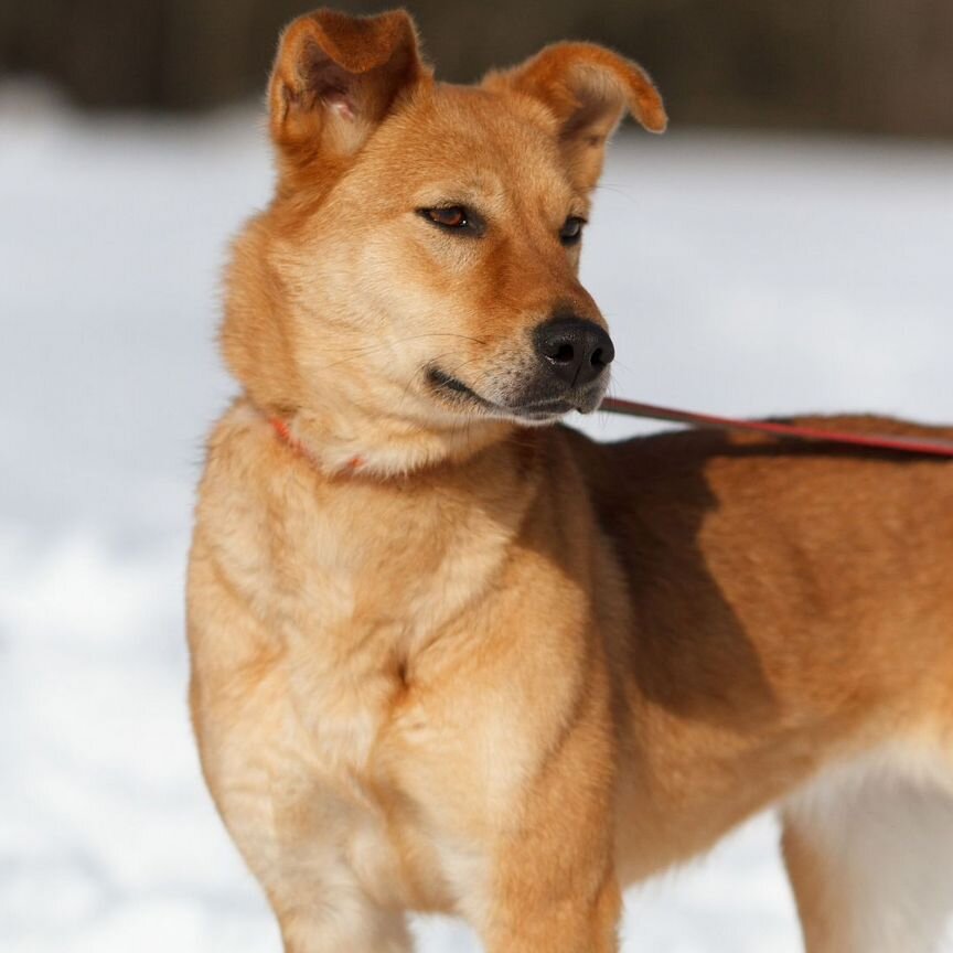 Взрослая собака в добрые руки