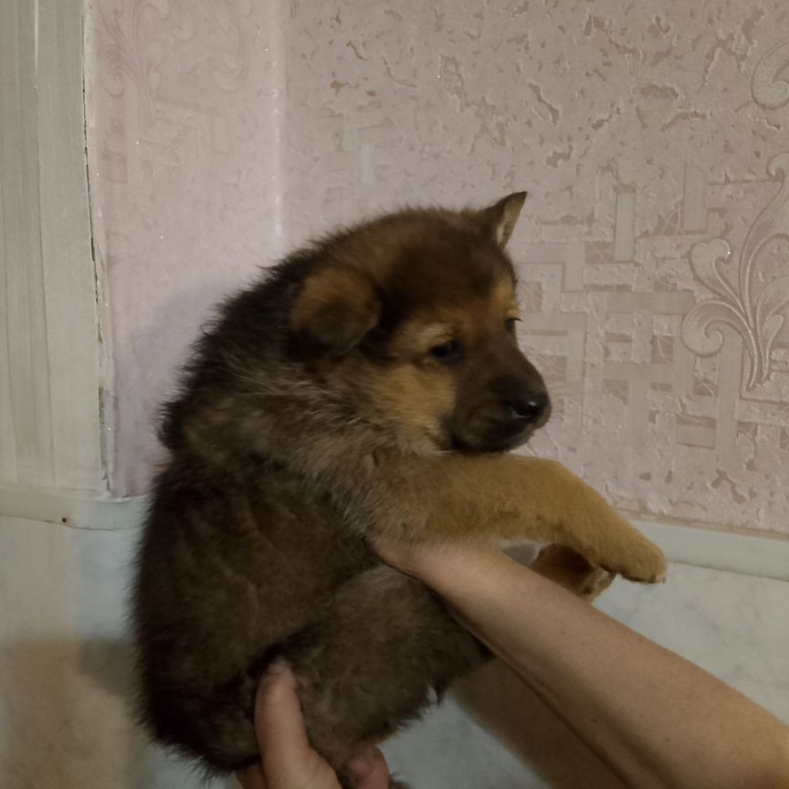 Метисы вольфшпица