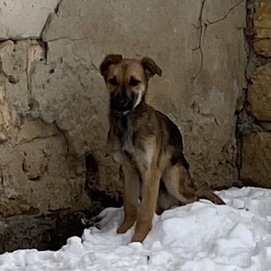 Щенок в добрые руки бесплатно