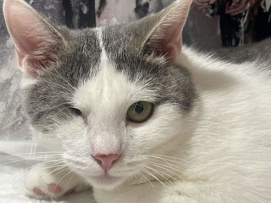 Бедный одноглазый котенок Базилик