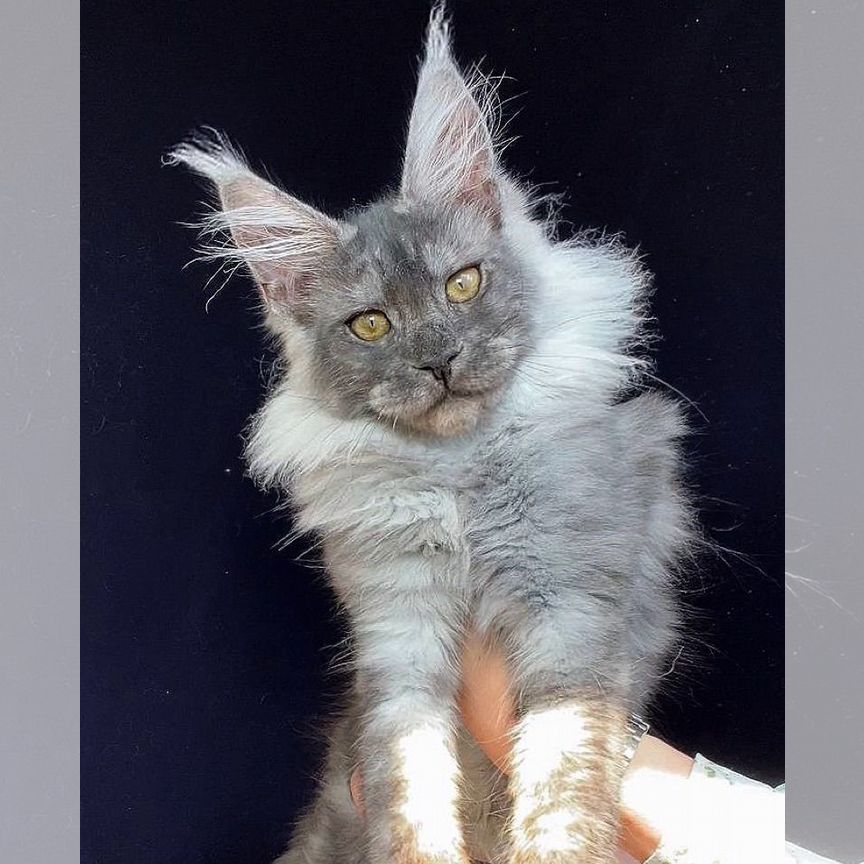 Котята мейн-кун
