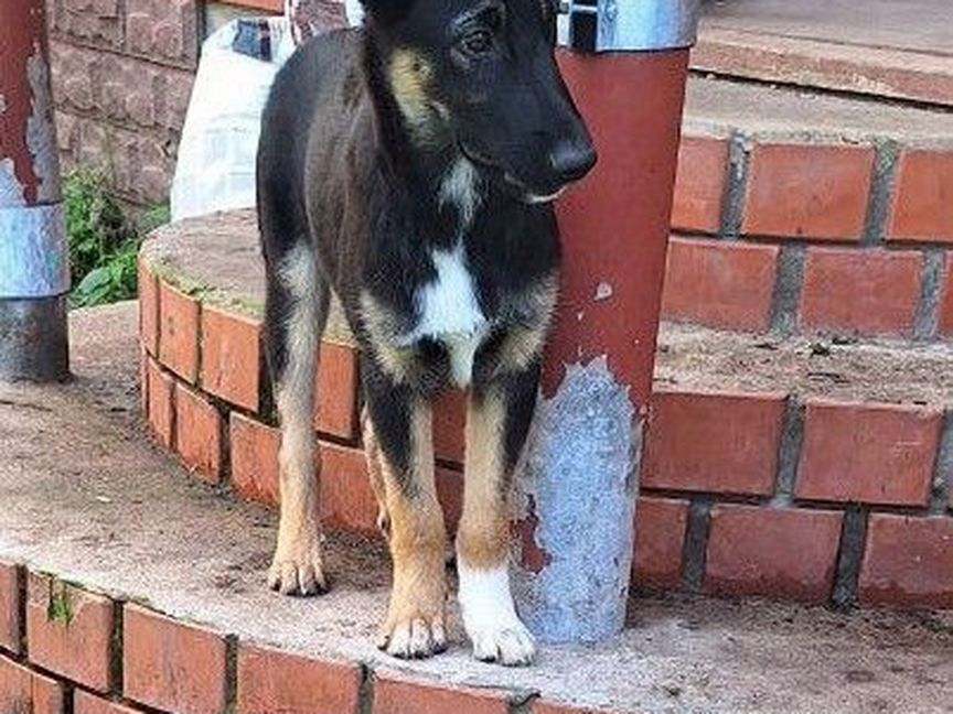 Метис вео щенок