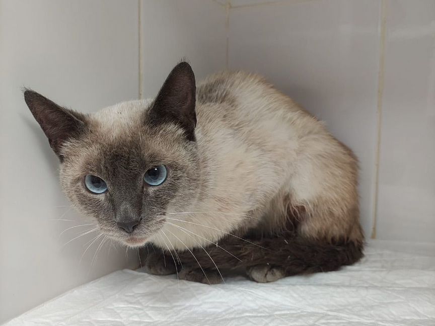 Милый Семен ищет дом