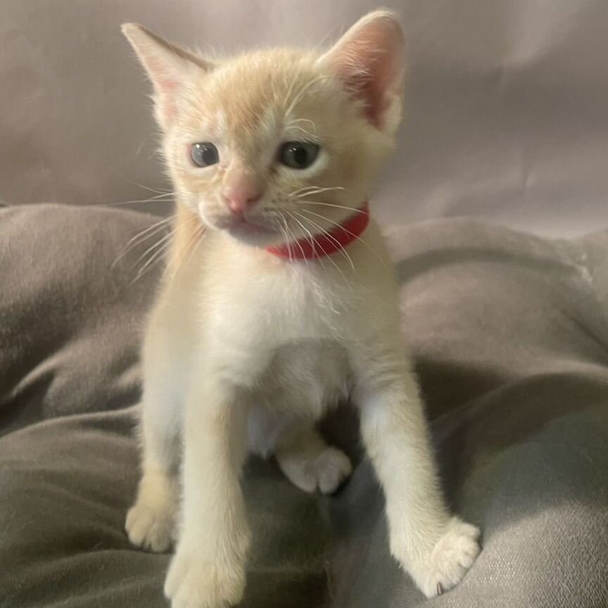 Европейский бурманский котёнок