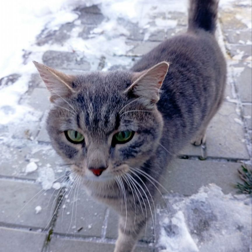 Отдам в надёжные руки