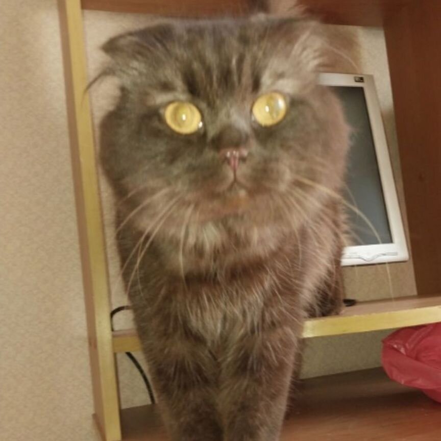 Отдам кота