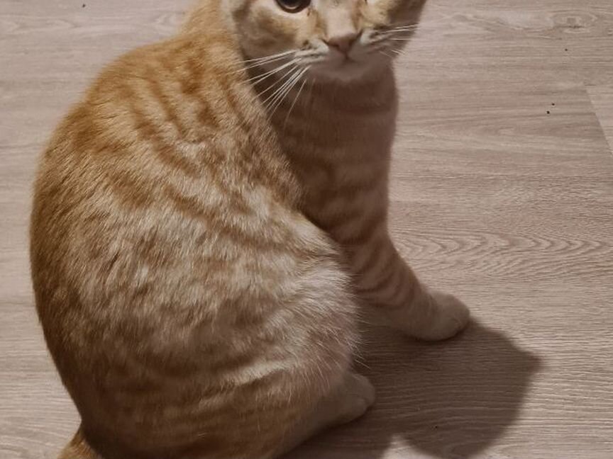 Кошка как у урагана хокаге