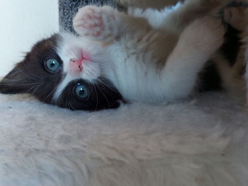 Котята в хорошие руки бесплатно