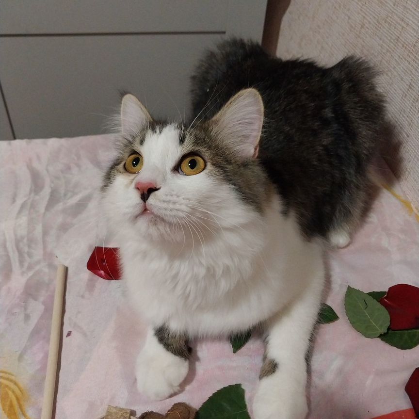 Котенок (7 месяцев)