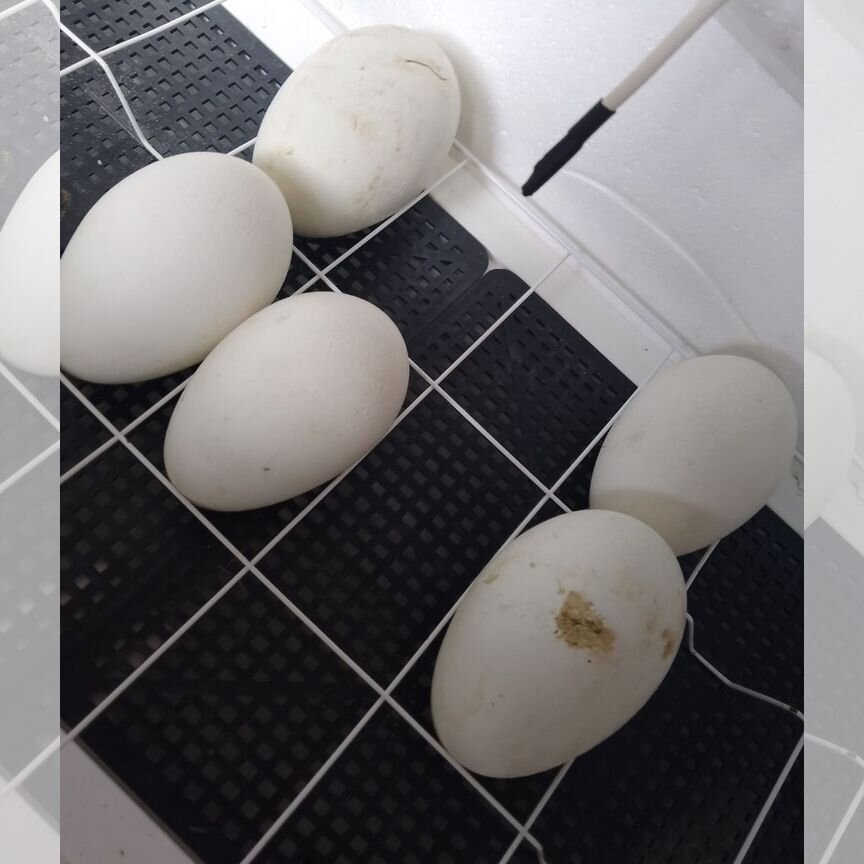 Яйцо гусиное для инкубации, гибрид Львиная голова