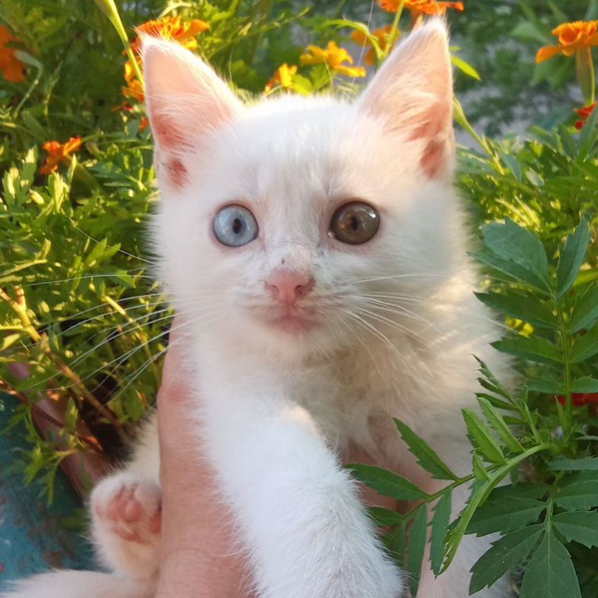 Белый котенок
