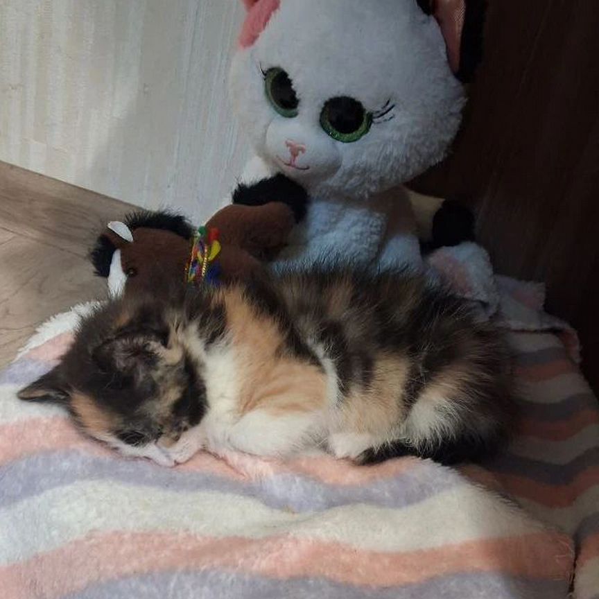 Котёнок в добрые руки