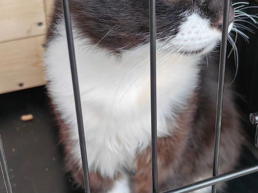 Крупный котей в поисках дома