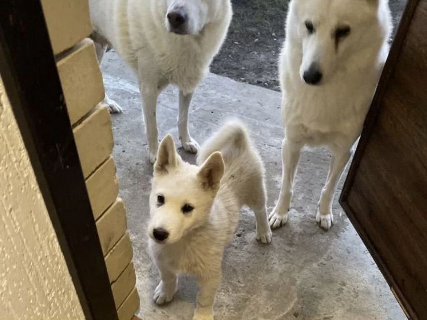 Западно сибирская лайка