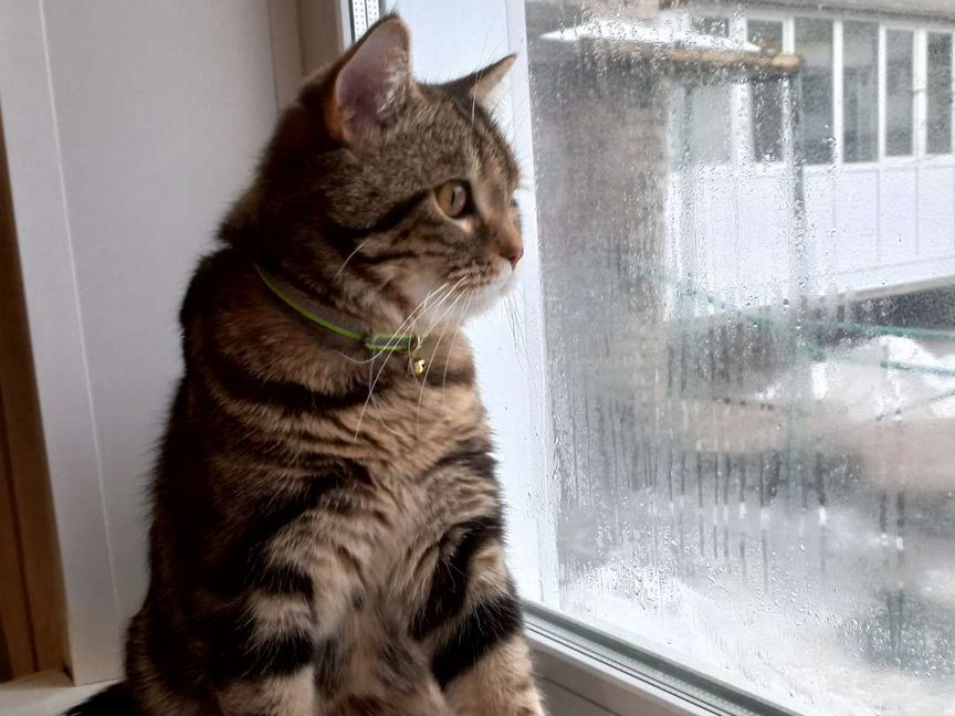 Британский кот вязка