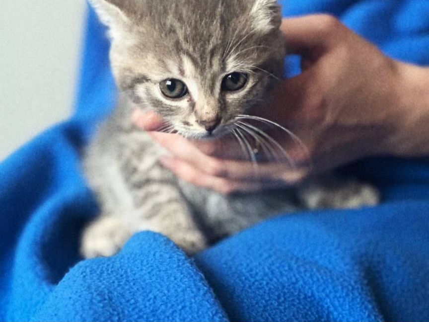 Милейшие котята девочки