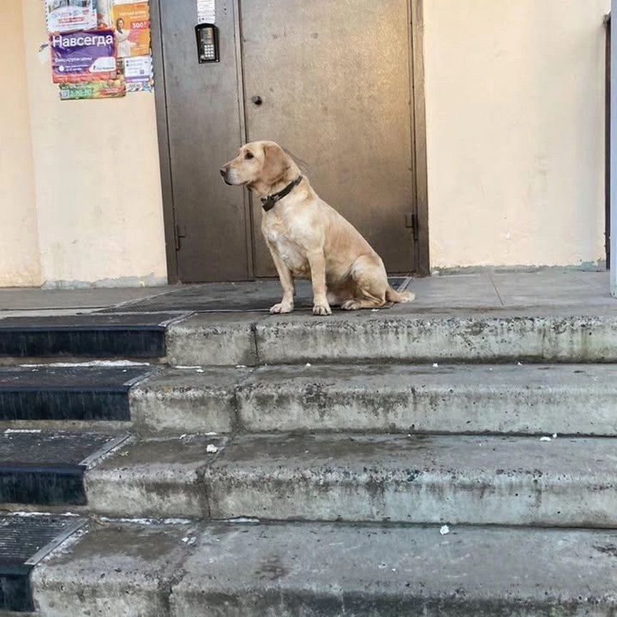 Найдена собака