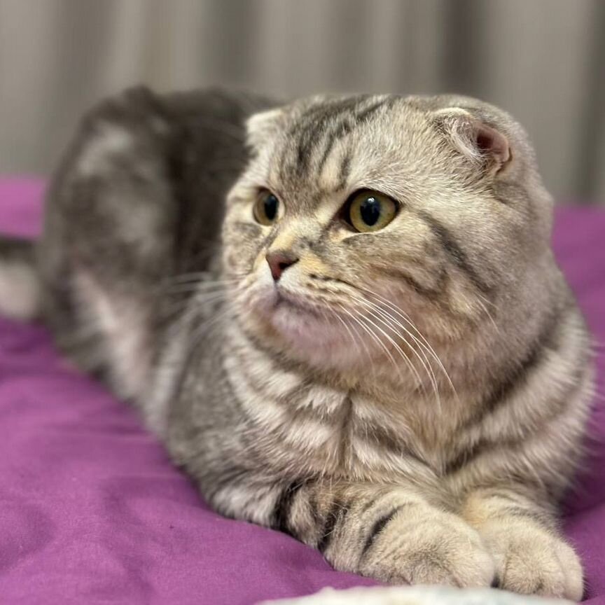 Британский короткошёрстный котёнок