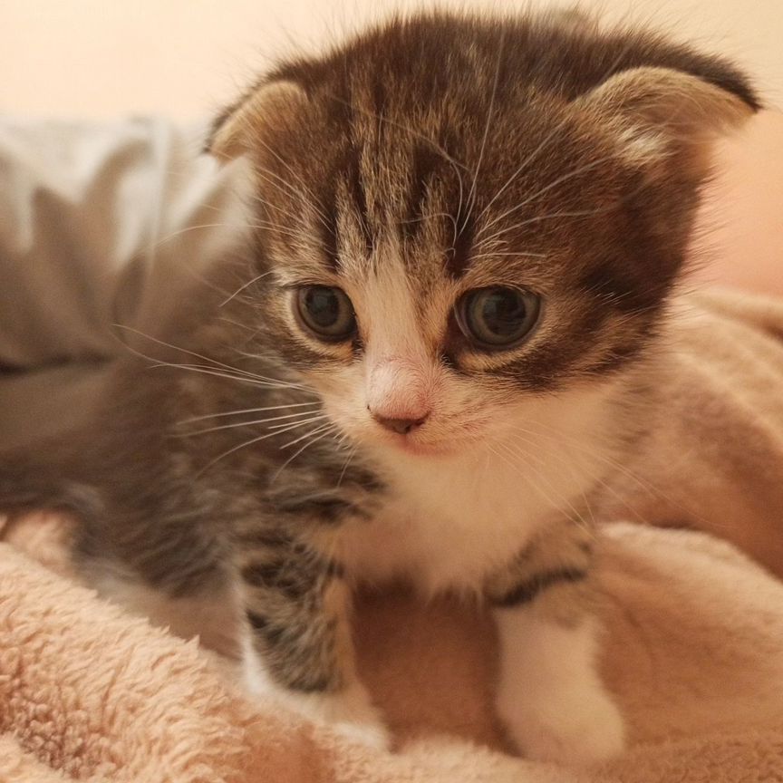 Котята 1,5 месяца