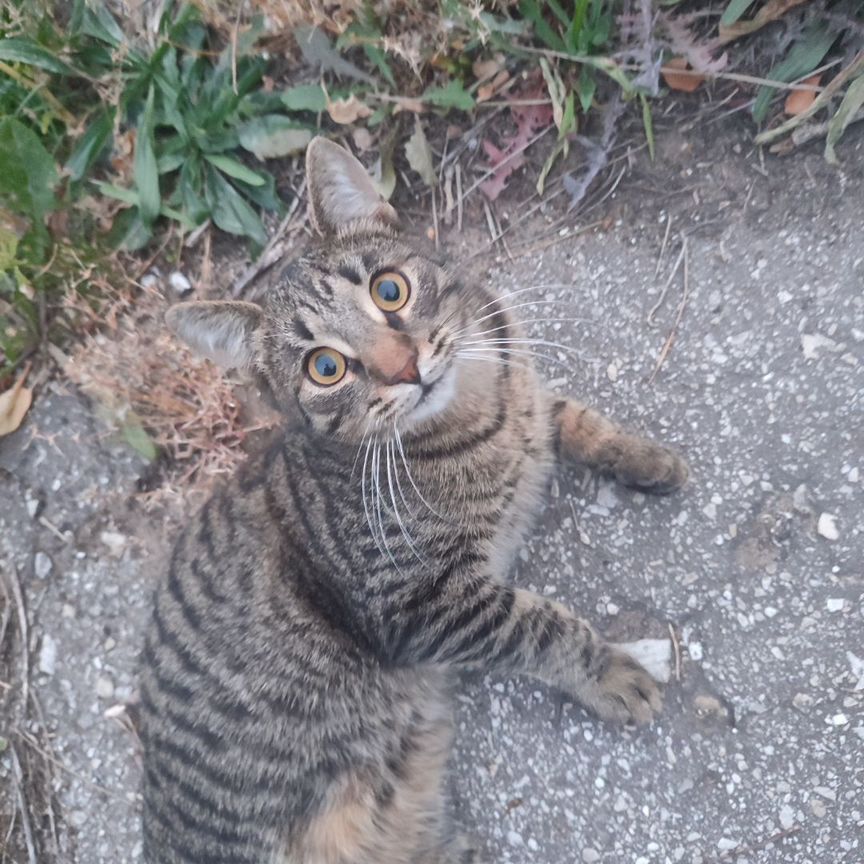 Котята