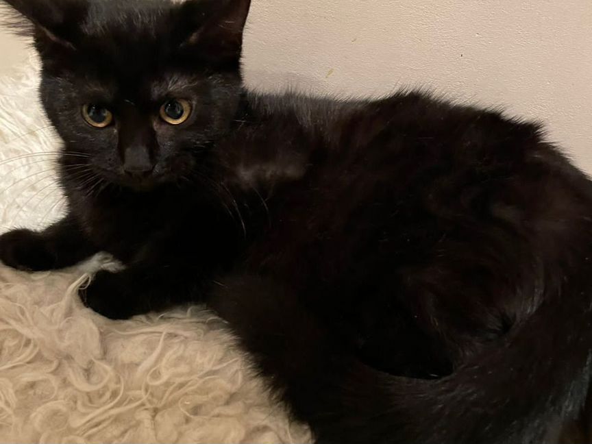 Маленькие черные девочки