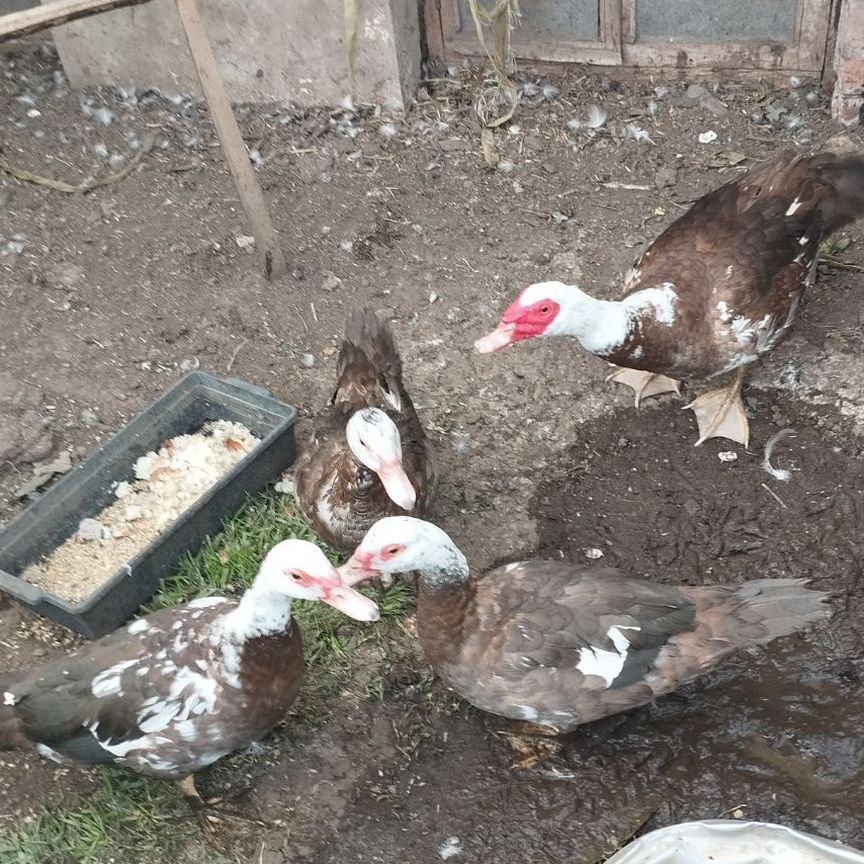 Мускусные утки