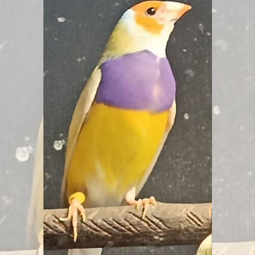 Амадина Гульда самец