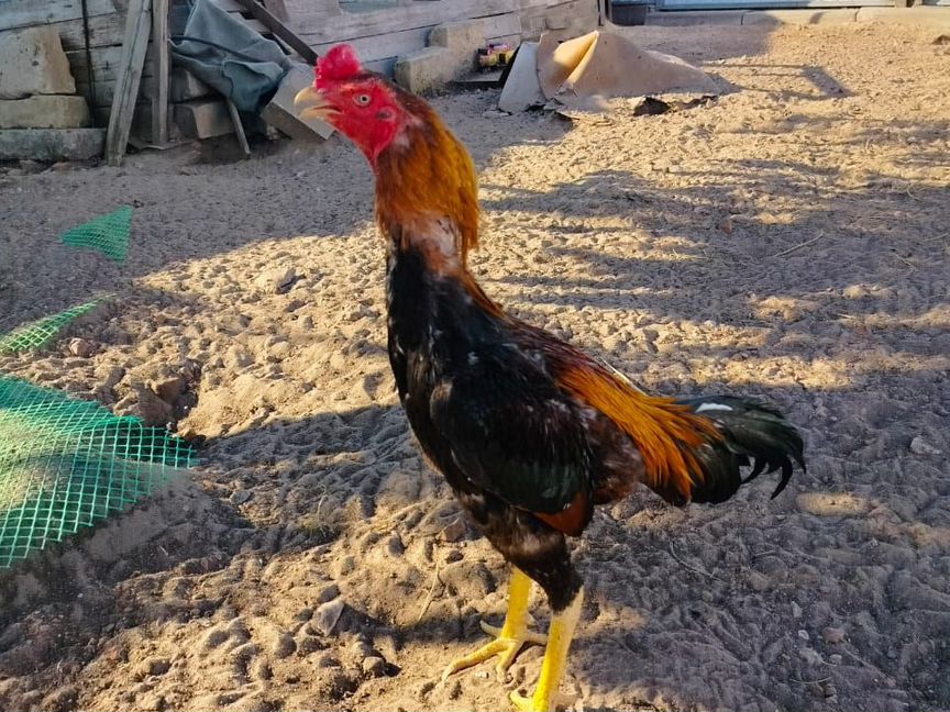 Бойцовая птица