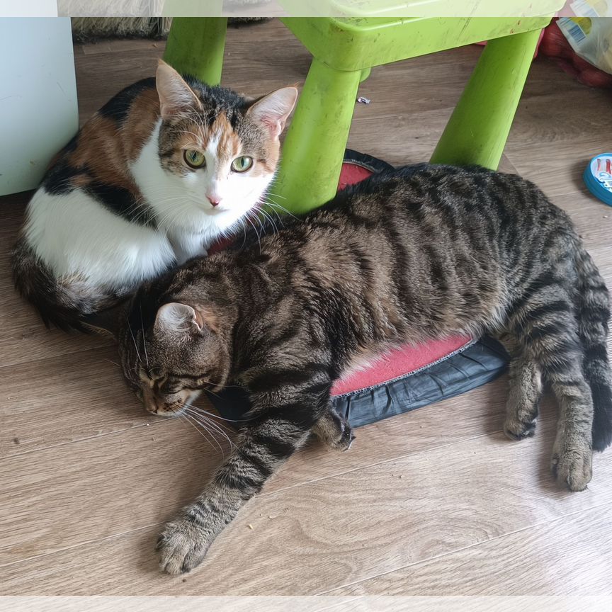 Весёлые кошачья семья