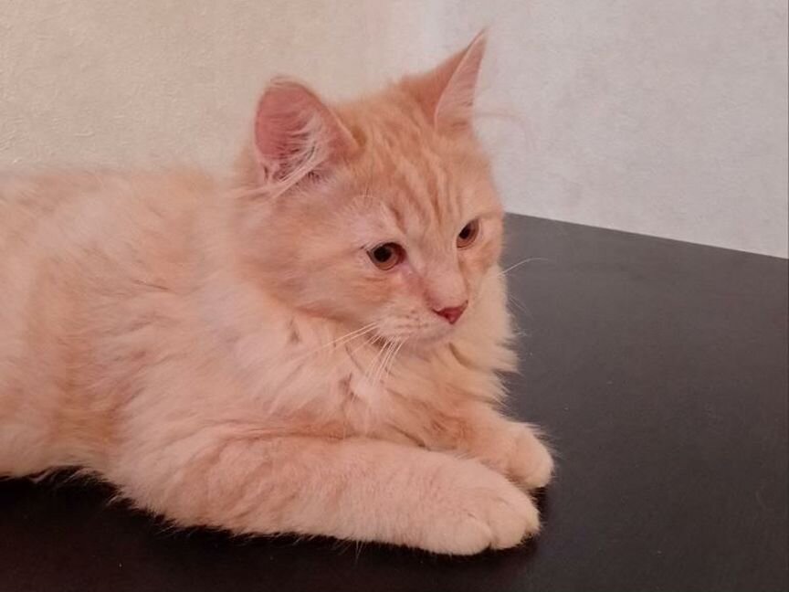 Рыжий пушистый котенок мальчик в дар
