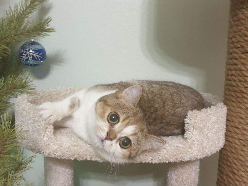 Шотландская кошечка Амелия