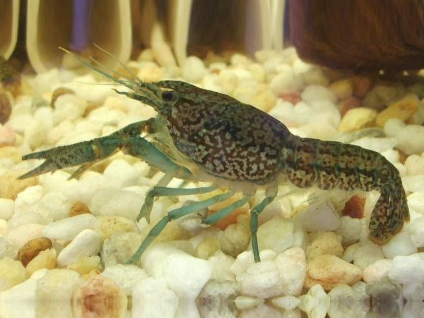 Мраморные раки в аквариум