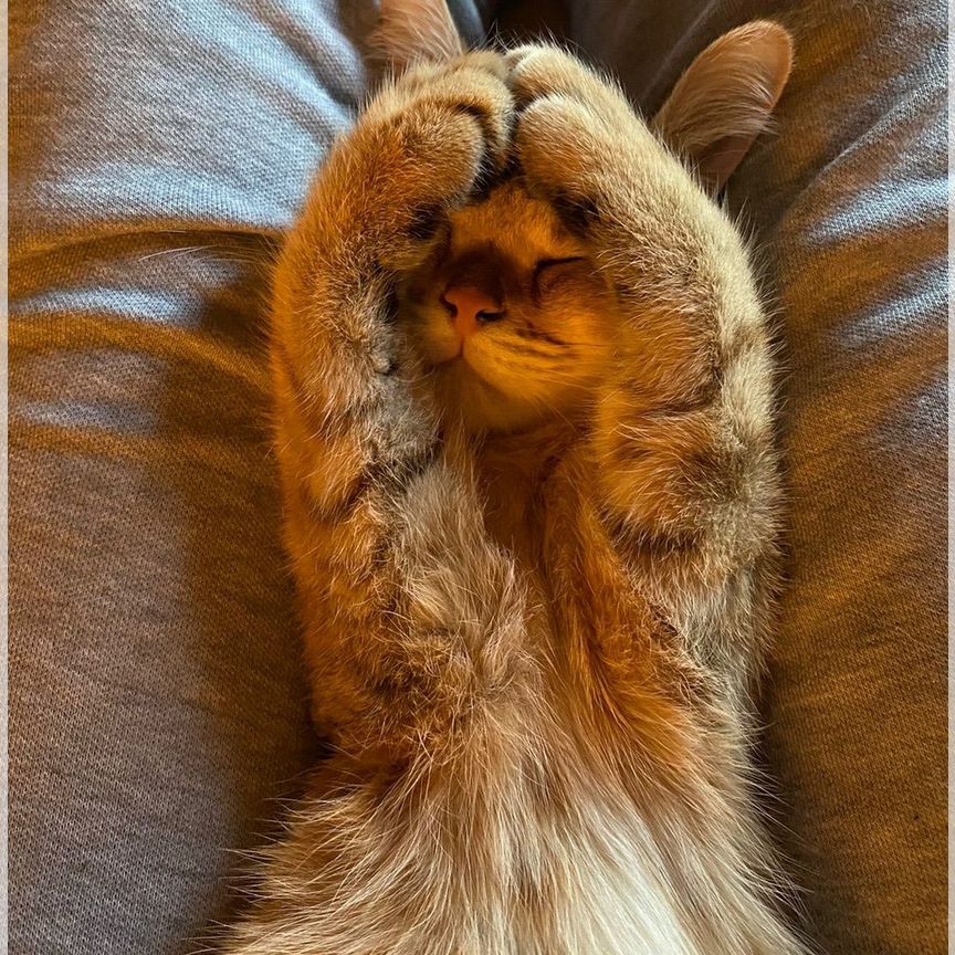 Шотладская кошечка