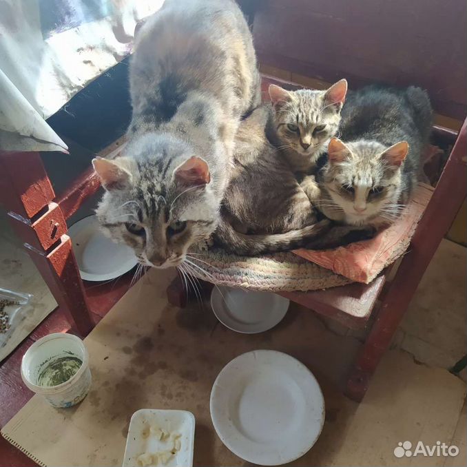 Помощь бездомным животным