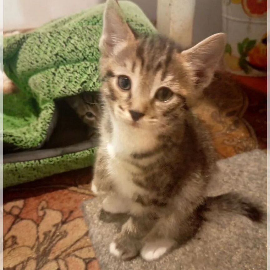 Котёнок в добрые руки