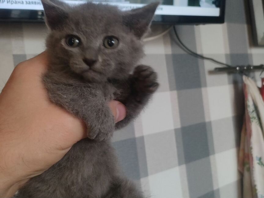 Шотландский сфинкс