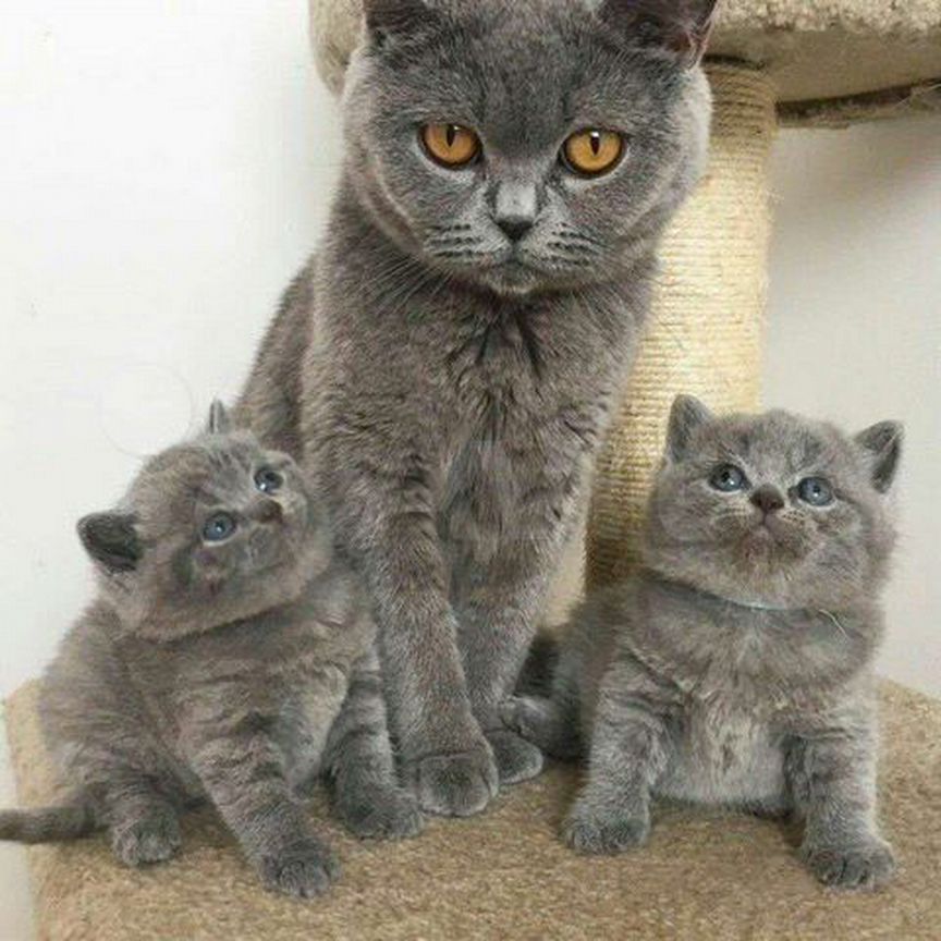 Британские котята