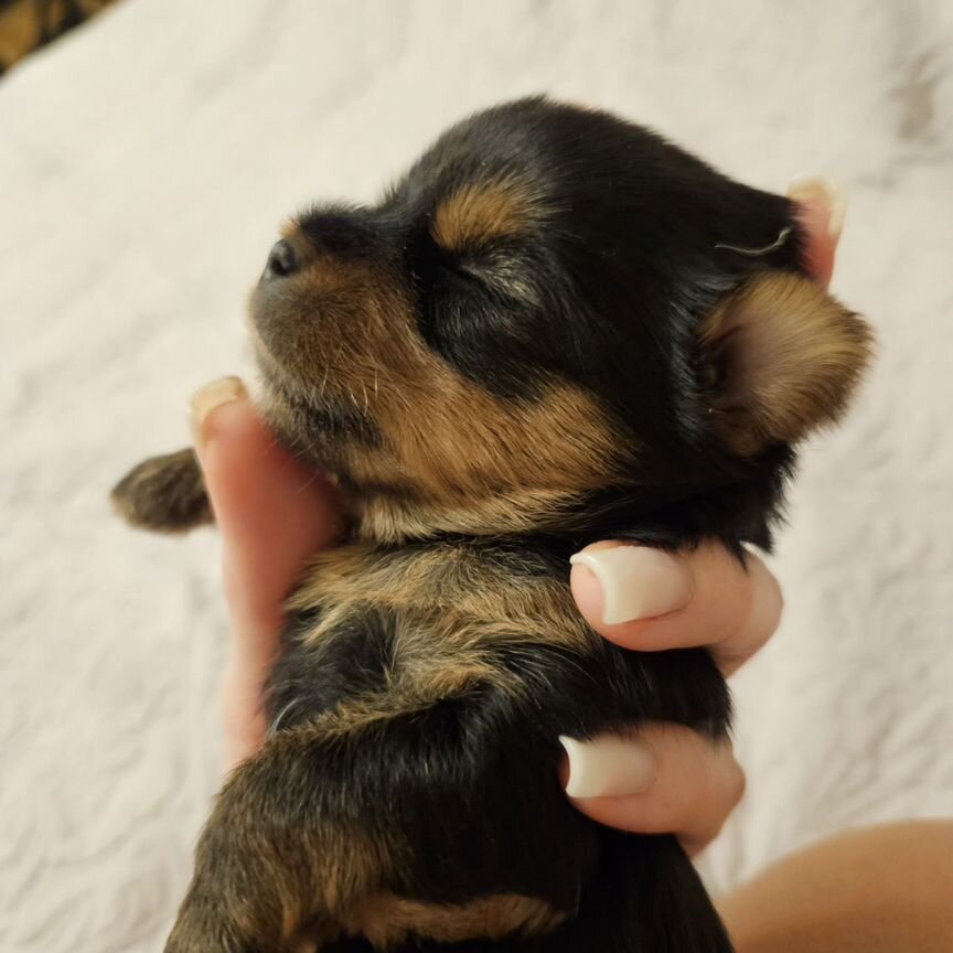 Йоркширский терьер мини беби фейс