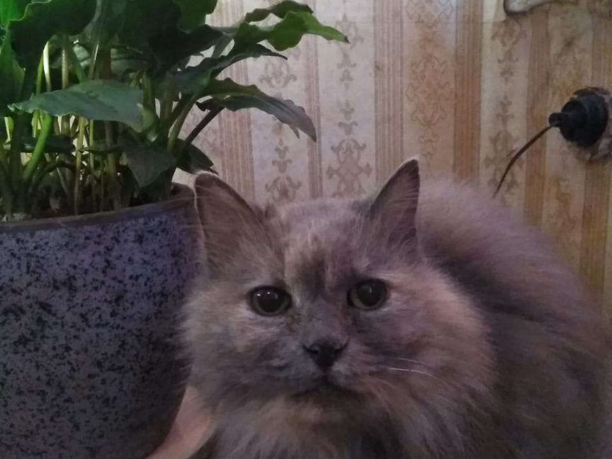 Спасения от гибели кошка,персидская кошка