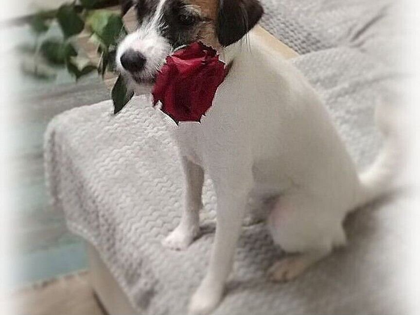 Парсон рассел терьер